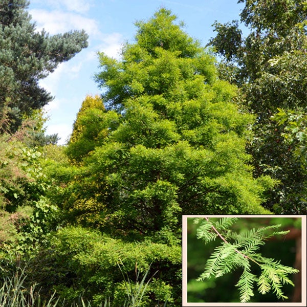 Texas Redwood | Trees That Please