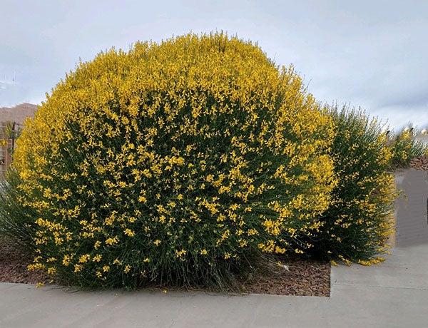 Spanish Broom | Trees That Please