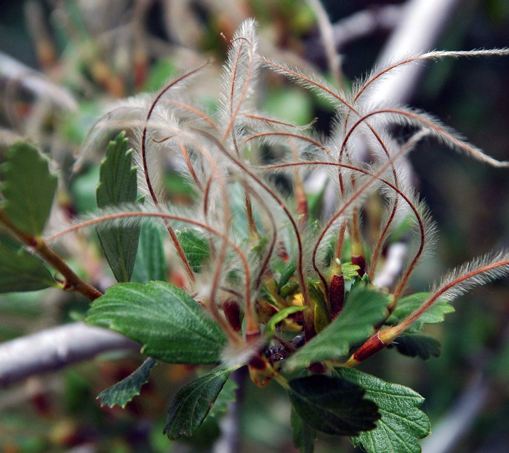 True Leaf Mountain Mahogany | Trees That Please