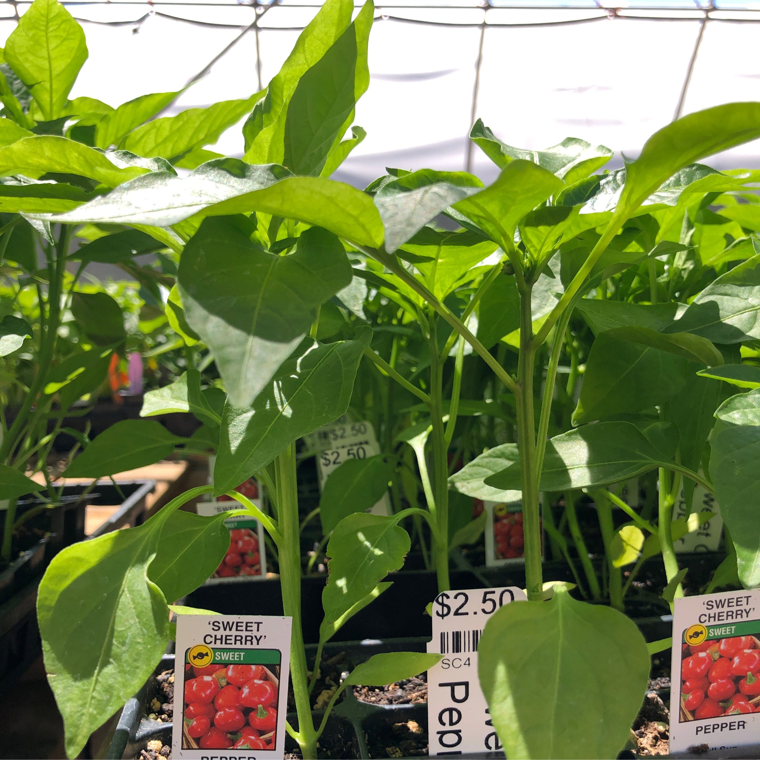 Sweet Cherry Pepper | Trees That Please